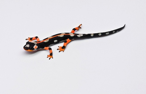Iranian Kaiser Newt for Sale | Reptiles for Sale
